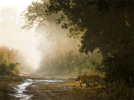 Page 3|28 Delhi Tour Packages - Book Delhi Travel Packages Online