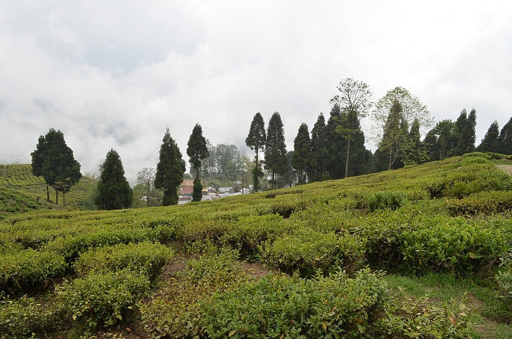 12 Places to Visit in Darjeeling to Explore the Himalayas | Veena World