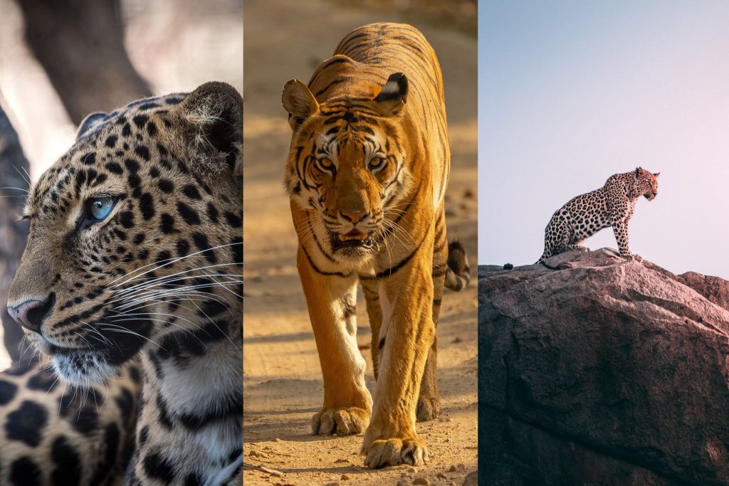 Travel Quiz: Can you guess which country's national animal is this ...