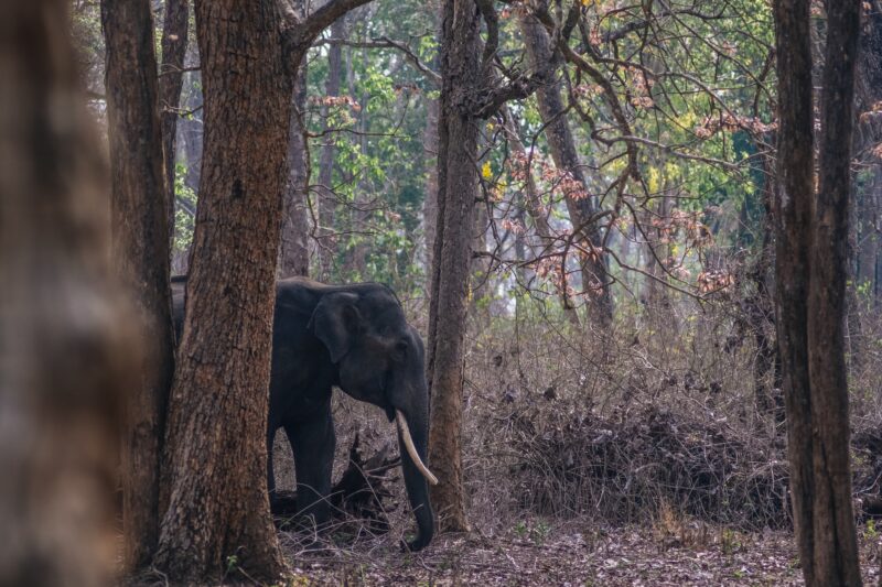 Nagarhole National Park - Get The Best Peek of Wildlife in Coorg ...