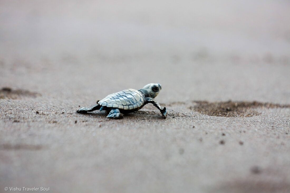 A 'Turtlely' Awesome Day | Veena World