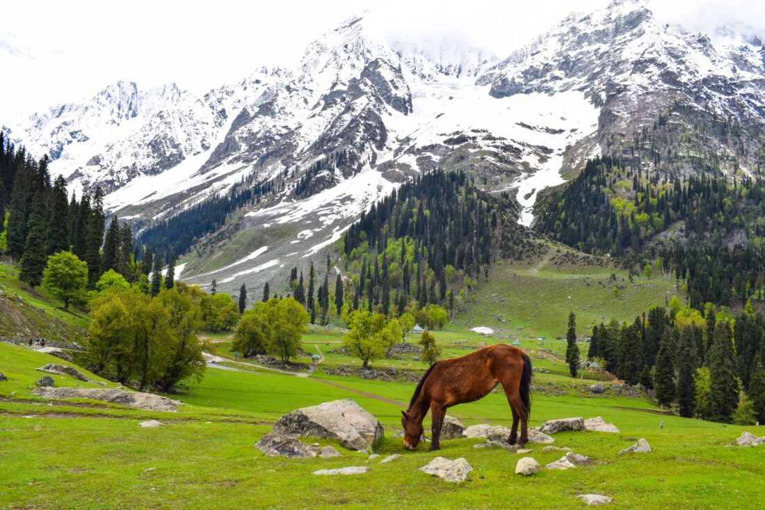 Hotels in Pahalgam - A Perfect Getaway In The Lap of Nature | Veena World