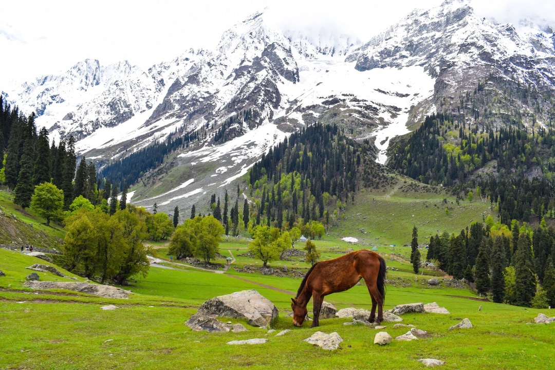All You Need to Know about Planning a Trip from Gulmarg to Sonmarg ...