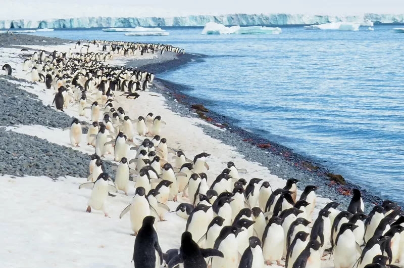 Who owns the land in Antarctica? | Veena World Who owns the land in Antarctica? | Veena World