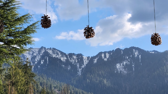 13 Tree Houses in Jibhi that Will Make Your Vacation A Dream Come True ...