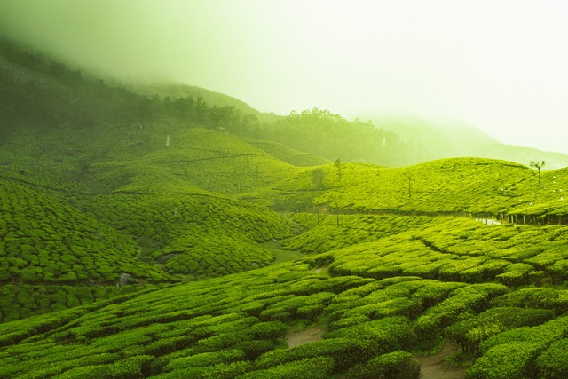 Best Hill Stations in Ooty for a Memorable Vacation | Veena World